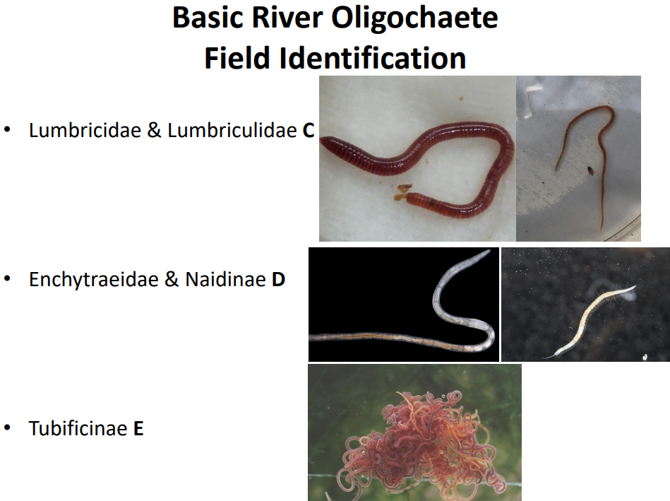 Oligochaete Family – Identification Guide – Irish Freshwater Sciences ...